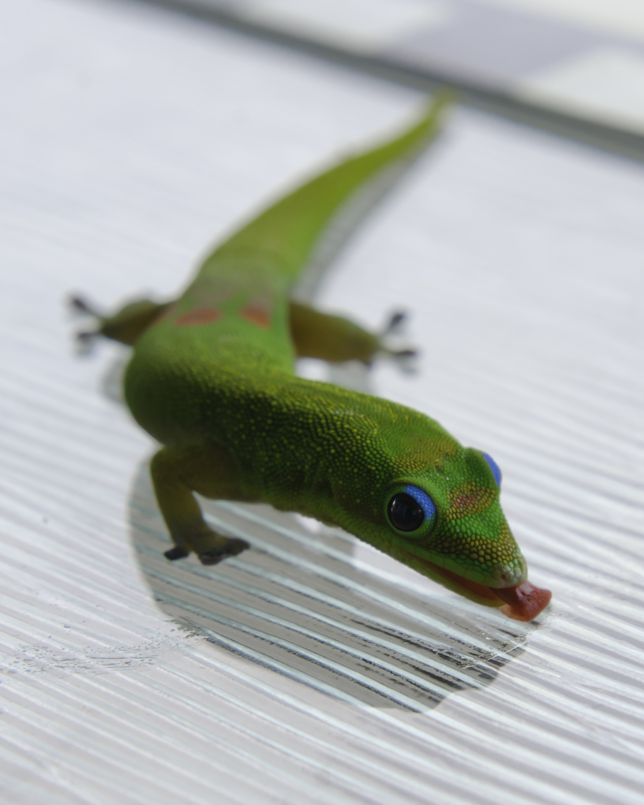 Gecko Kiss | Shutterbug